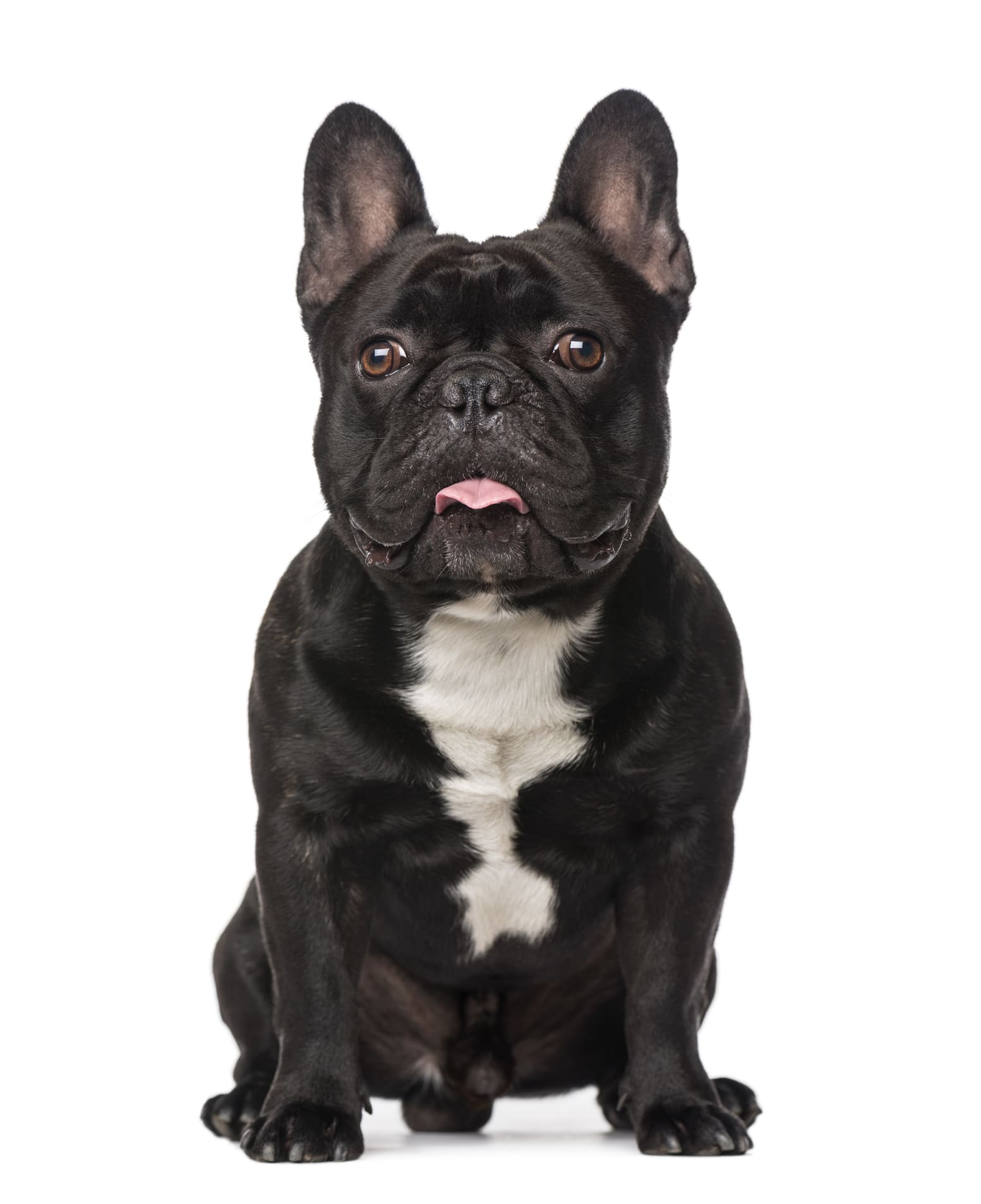 Bán Chó Bull Pháp Thuần Chủng - Bảo Hành Toàn Diện 365 Ngày